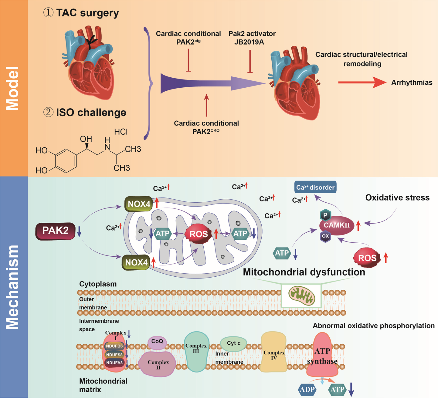 心血管医学研究所谭晓秋/雷鸣/张春祥教授团队发现PAK2可作为心律失常干预的新靶点-西南医科大学心血管医学研究所